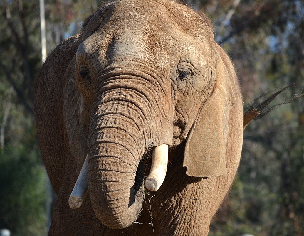 Tusk Tales – San Diego Zoo Wildlife Alliance Stories