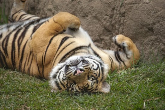 21 Terrific Tiger Facts – San Diego Zoo Wildlife Alliance Stories