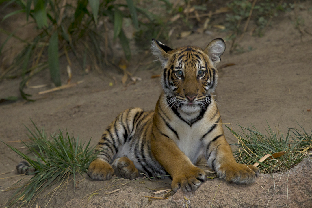 Malayan Tigers, A Family Tradition at the San Diego Zoo – San Diego Zoo ...
