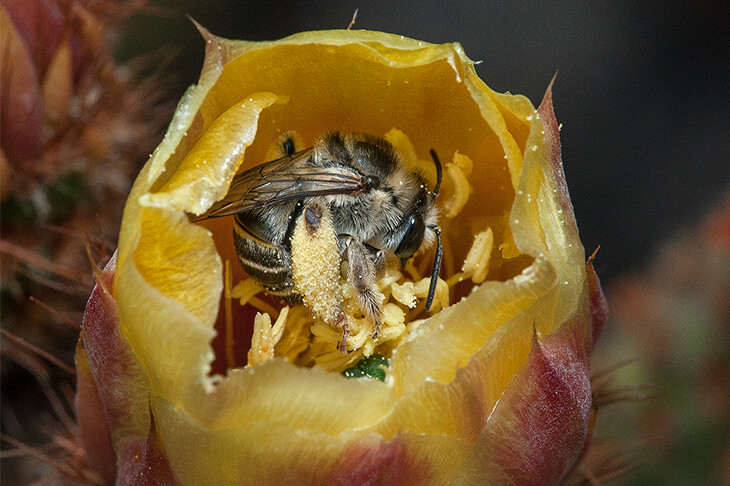 A Pollinator Problem – San Diego Zoo Wildlife Alliance Stories