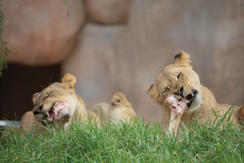 11 Animals that Feast Together – San Diego Zoo Wildlife Alliance Stories