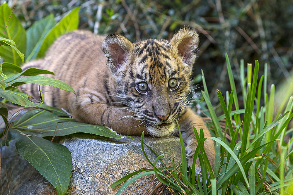 Tiger Cub Explores Tiger Trail at the San Diego Zoo Safari Park – San ...