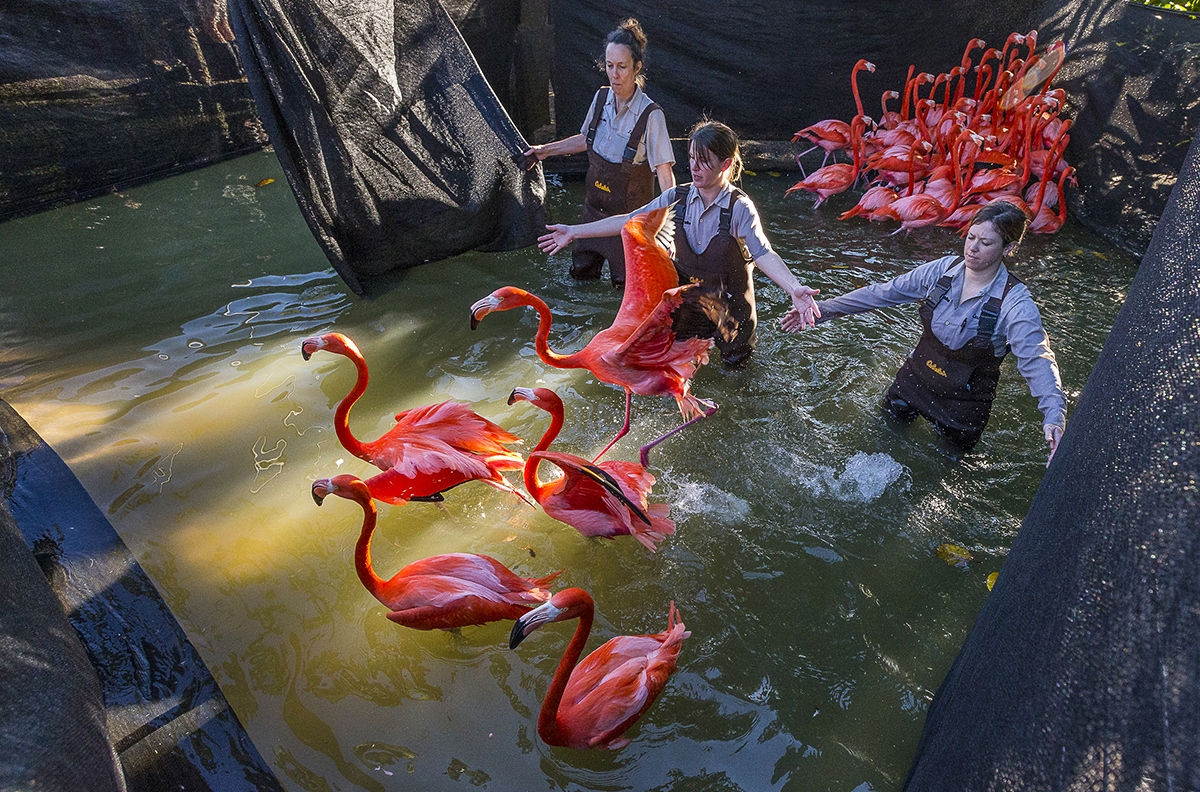 San Diego Zoo Flamingos Receive Annual Health Exams – San Diego Zoo ...