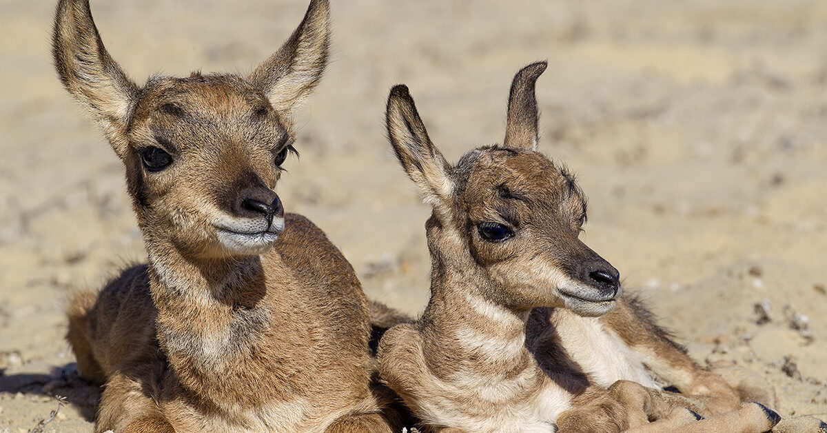 Baby Pronghorn Antelopes Hand-Reared – San Diego Zoo Wildlife Alliance Stories