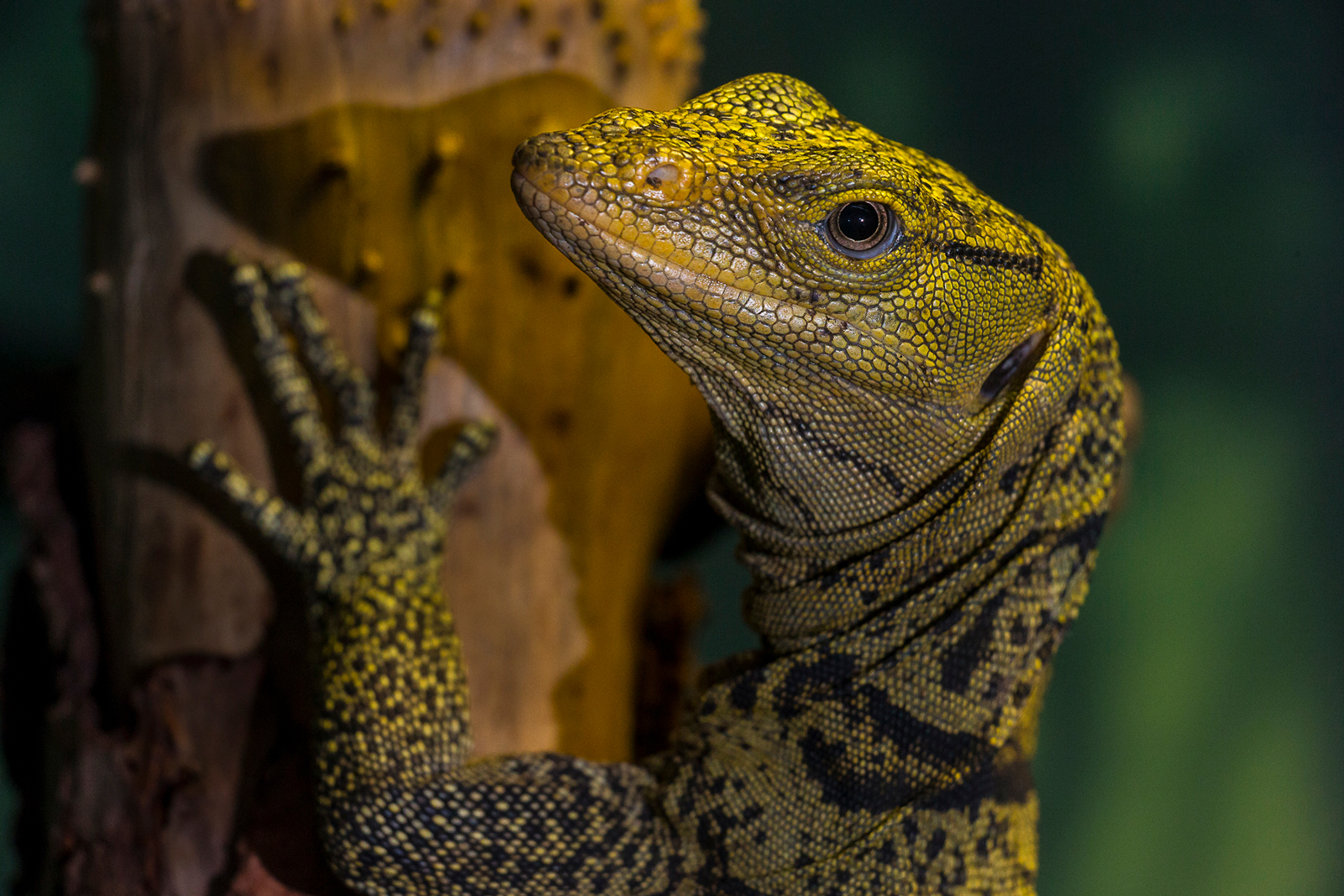 Rare Monitor Lizard Now on Exhibit at the San Diego Zoo – San Diego Zoo ...