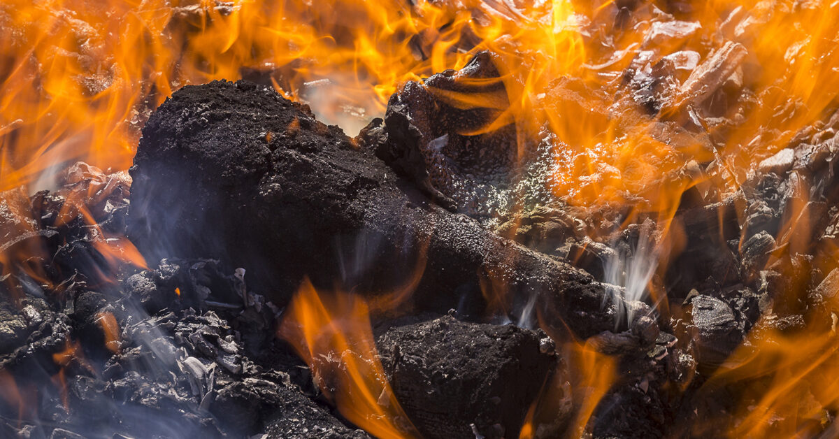 Ashes to Ashes: Our Rhino Horn Burn – San Diego Zoo Wildlife Alliance ...