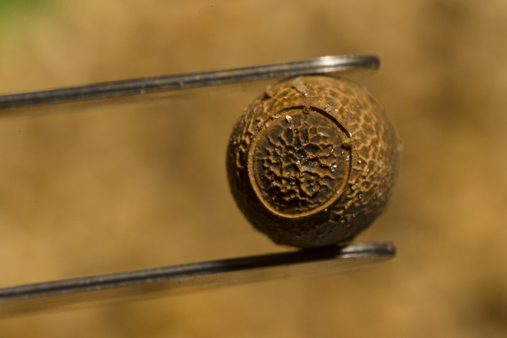 First Lord Howe Island Stick Insect Eggs Laid in North America – San ...