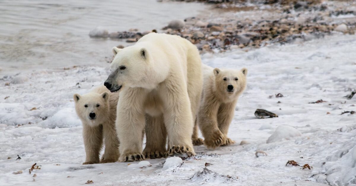 A Bird’s-eye View of Sea Ice and Polar Bears – San Diego Zoo Wildlife ...