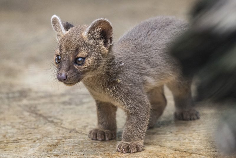 Four Furry Fossa Pups Face the World – San Diego Zoo Wildlife Alliance ...