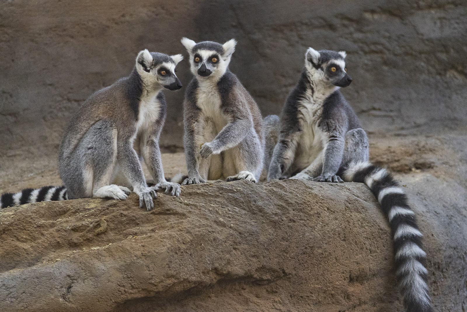 World Lemur Day – San Diego Zoo Wildlife Alliance Stories