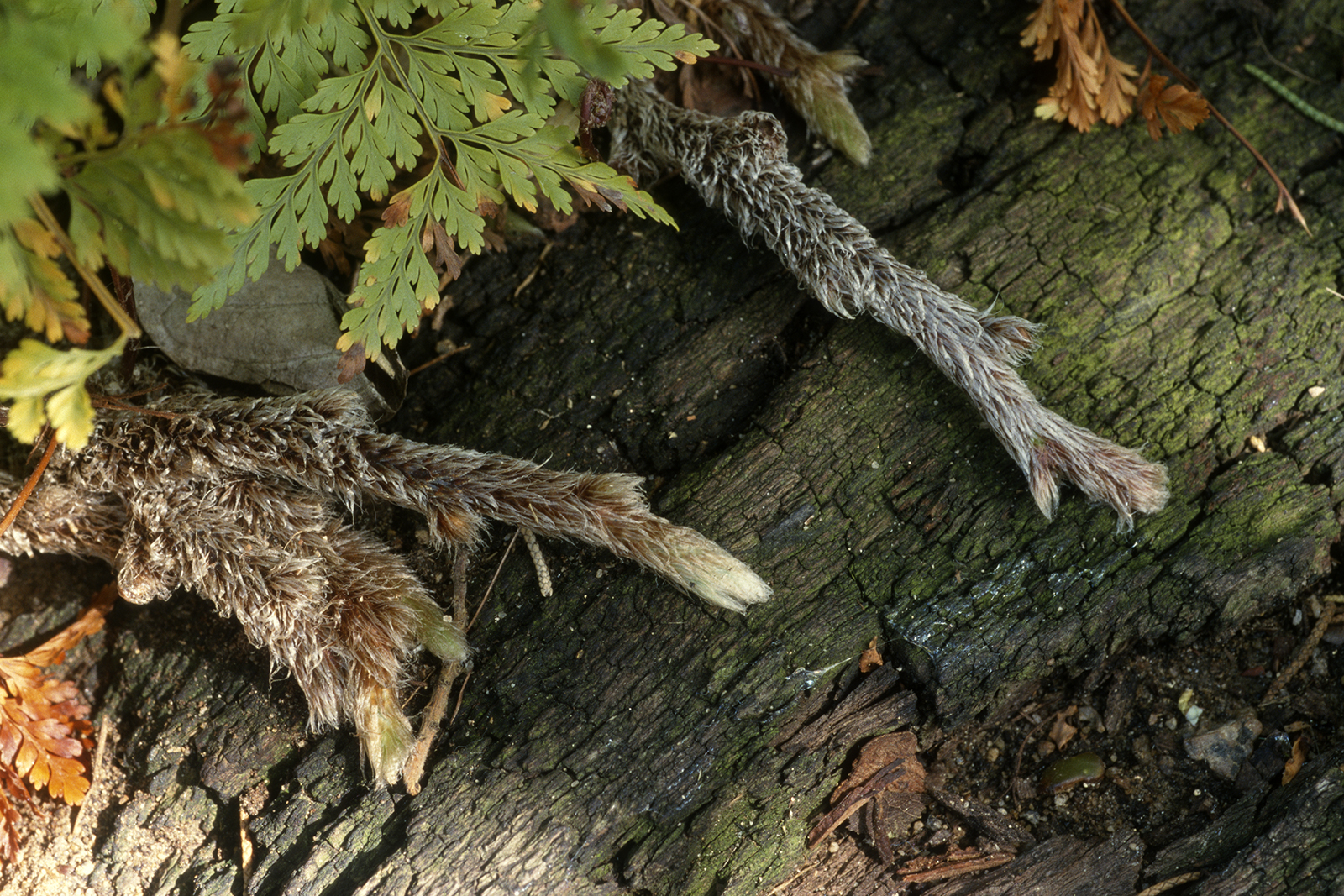 “Green” and “Bear” It: Plants with Animal Names – San Diego Zoo ...