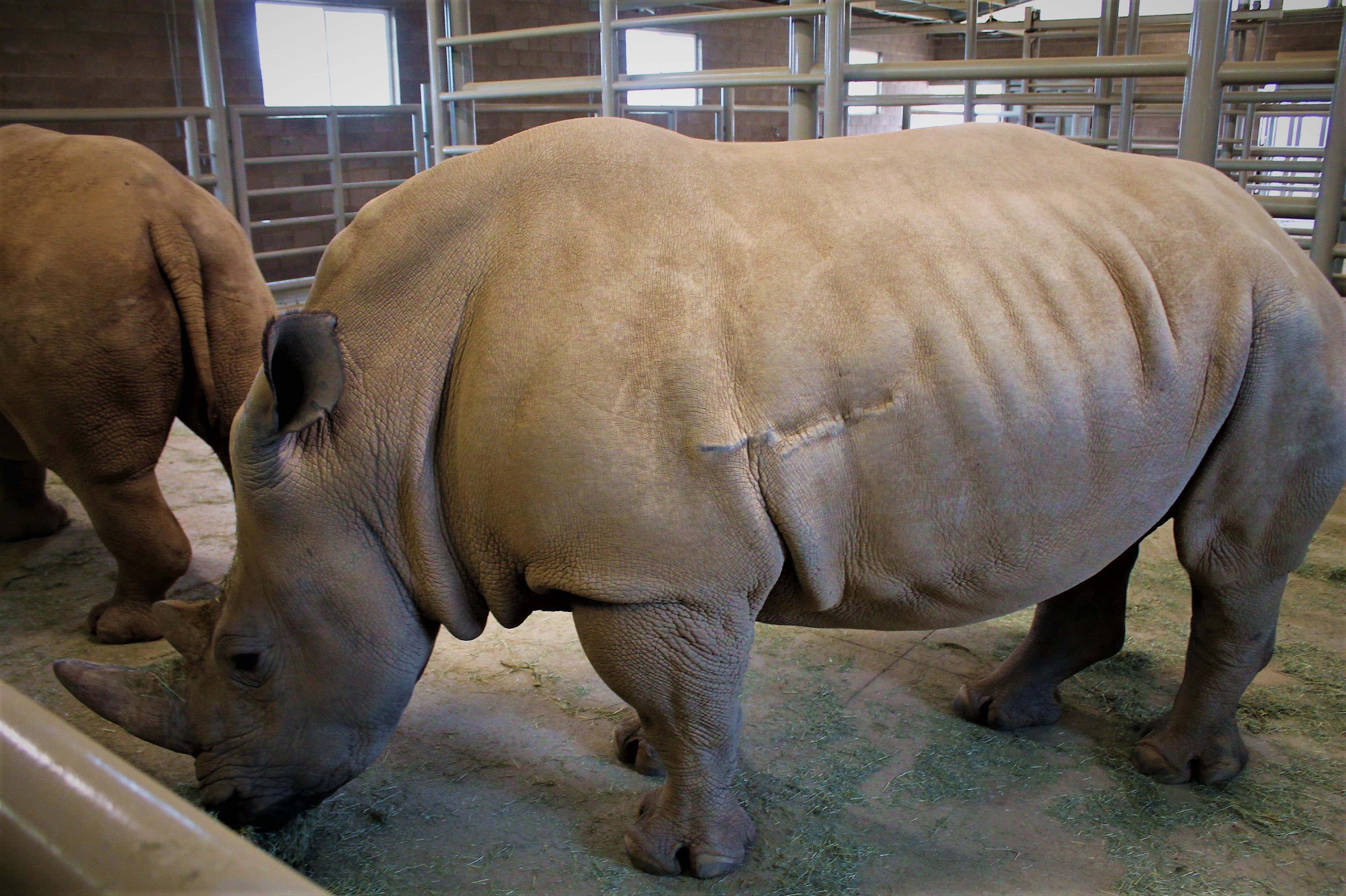 Rhinoceros Reproduction – San Diego Zoo Wildlife Alliance Stories