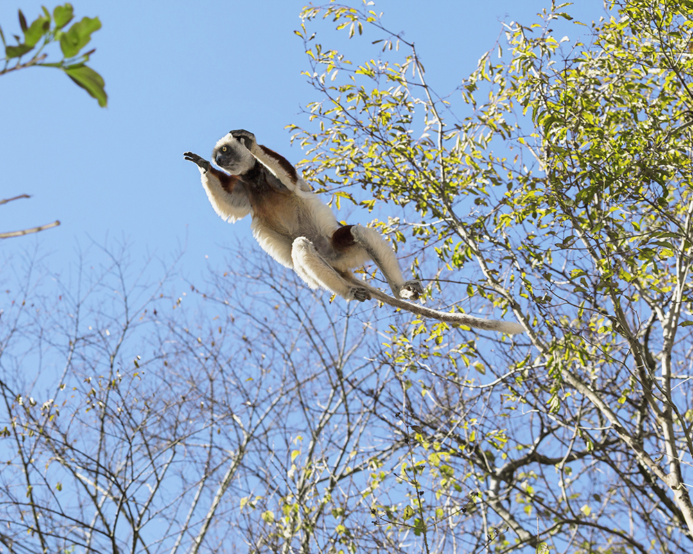 Leaping Lemurs! – San Diego Zoo Wildlife Alliance Stories