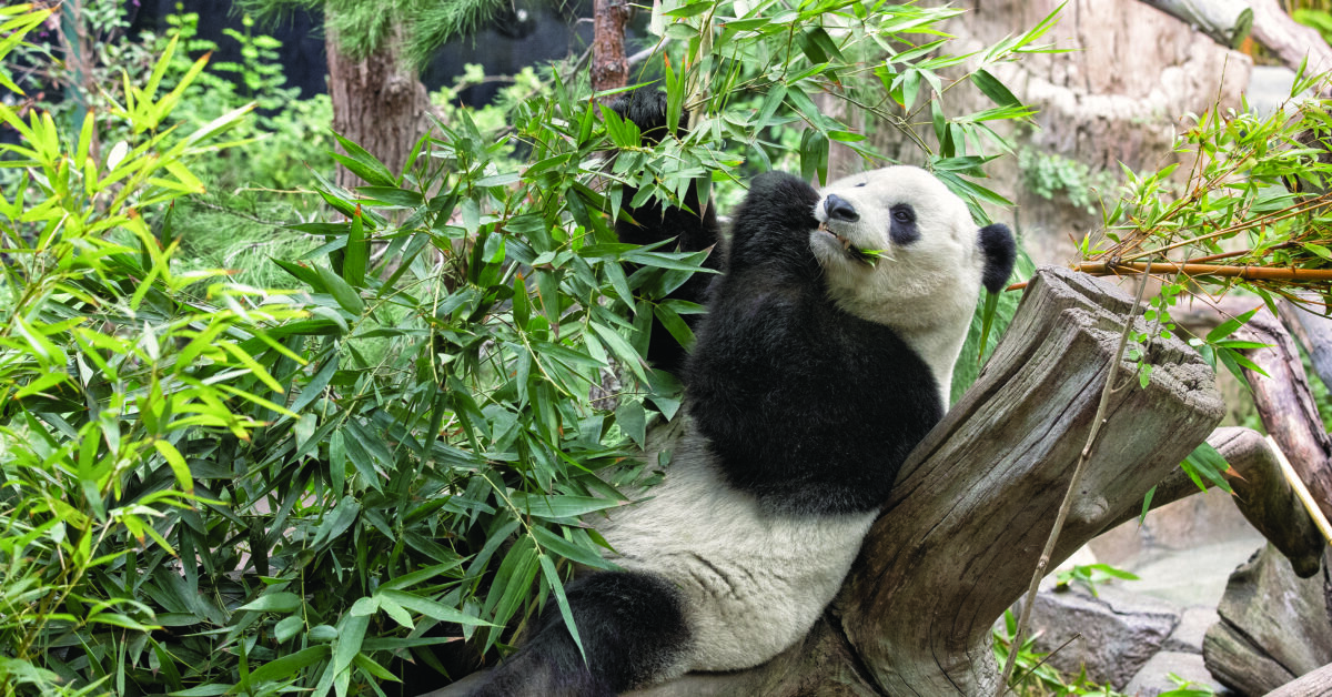 The Pandas Are Back – San Diego Zoo Wildlife Alliance Stories