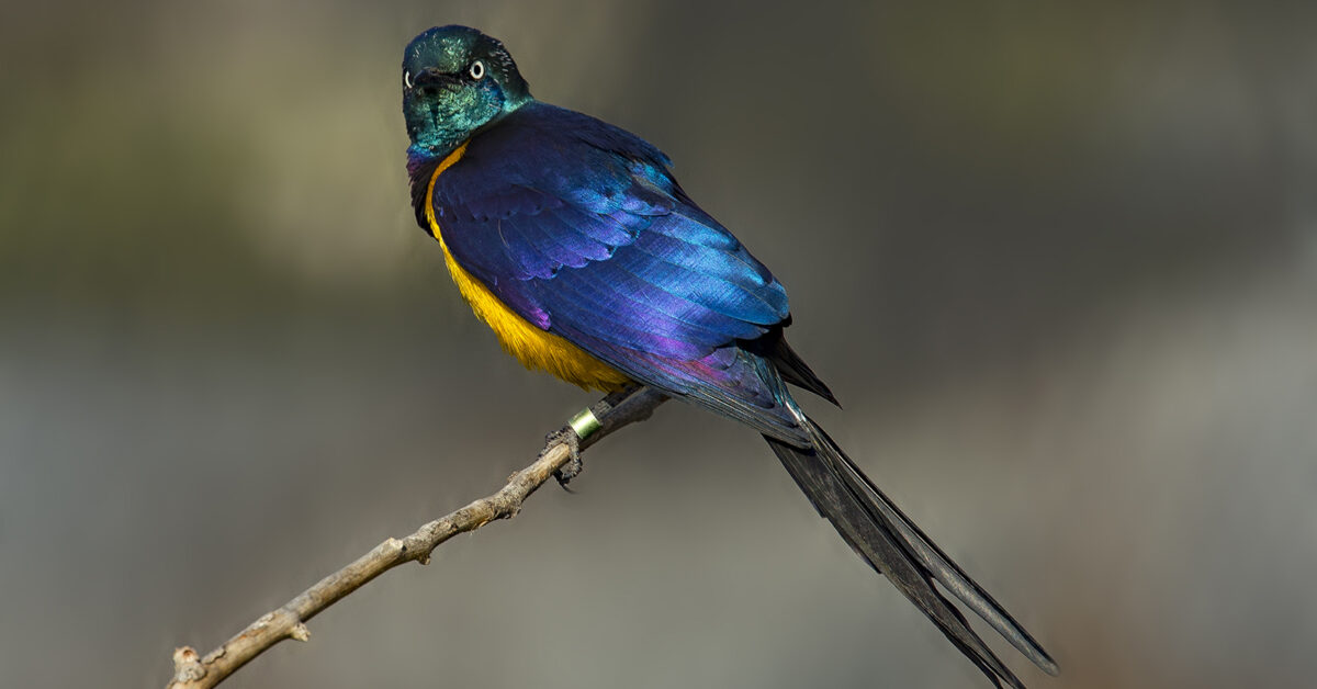 A Starling is Born (or Hatched) – San Diego Zoo Wildlife Alliance Stories