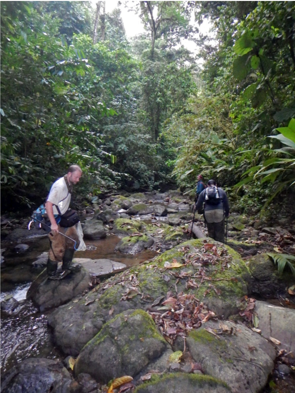 In Search of the Rare Black-headed Bushmaster – San Diego Zoo Wildlife ...