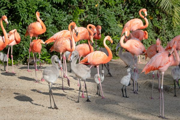 11 Animals that Feast Together – San Diego Zoo Wildlife Alliance Stories