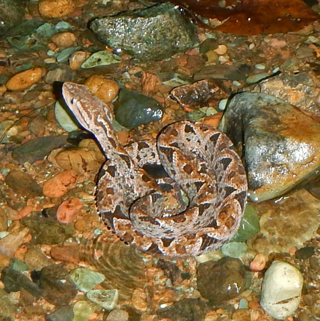 In Search of the Rare Black-headed Bushmaster – San Diego Zoo Wildlife ...
