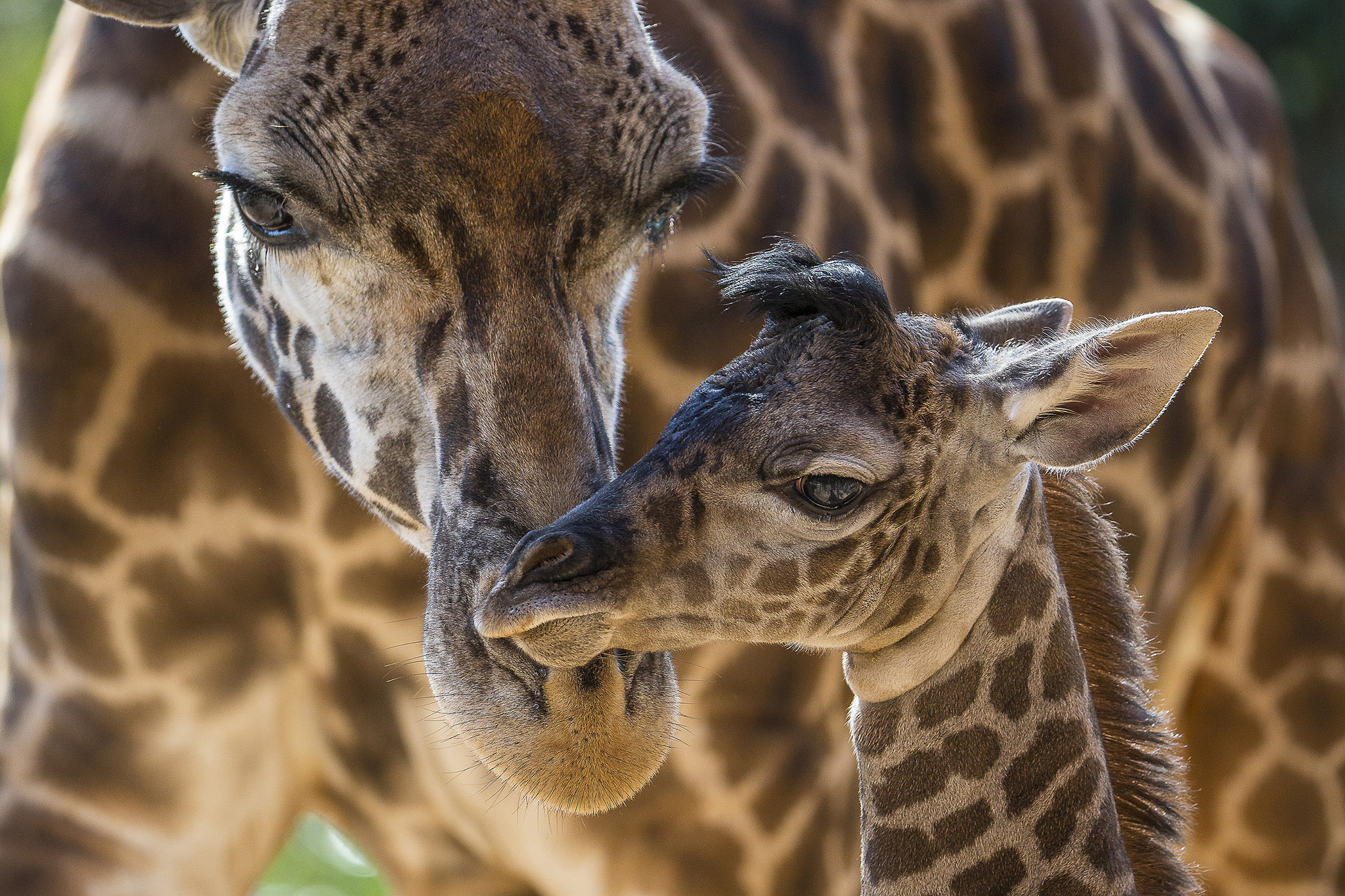 As the World’s Giraffe Population Continues to Drop, Several… – San ...