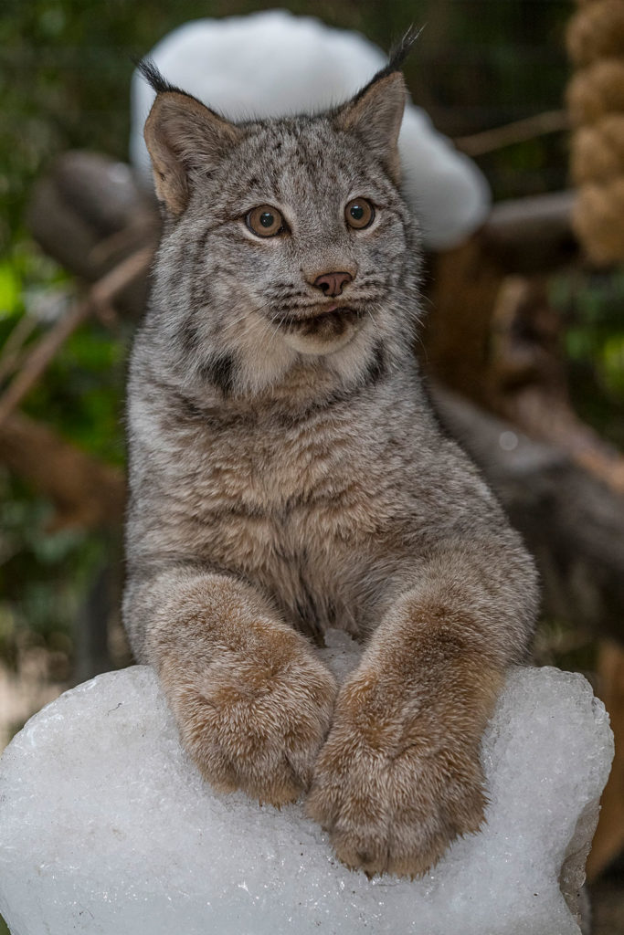 “Cool” Cats: Lynx, Amur Leopards and Snow Leopards Receive a Snowy ...