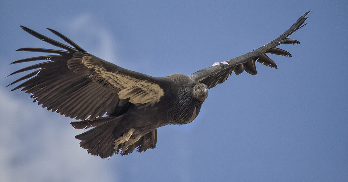 Condor Cam Soars Again! – San Diego Zoo Wildlife Alliance Stories