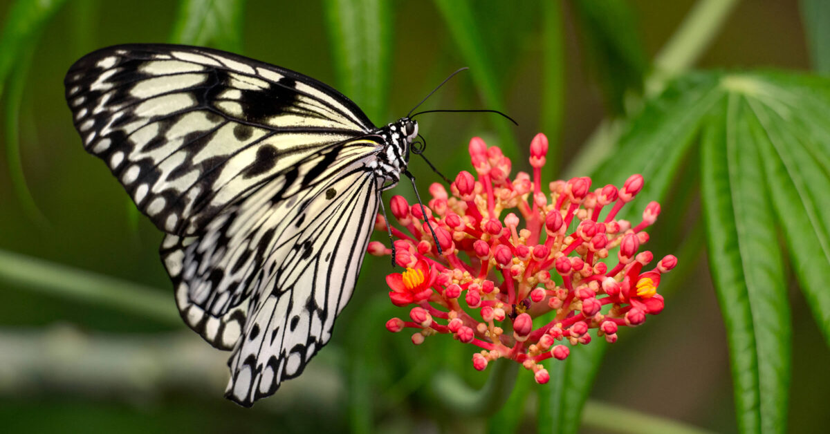 Bring On the Butterflies – San Diego Zoo Wildlife Alliance Stories