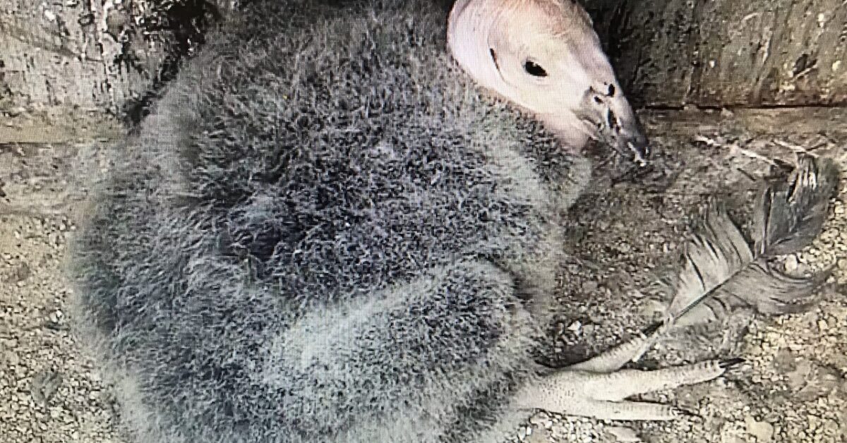 Luhui’s First Health Exam – San Diego Zoo Wildlife Alliance Stories