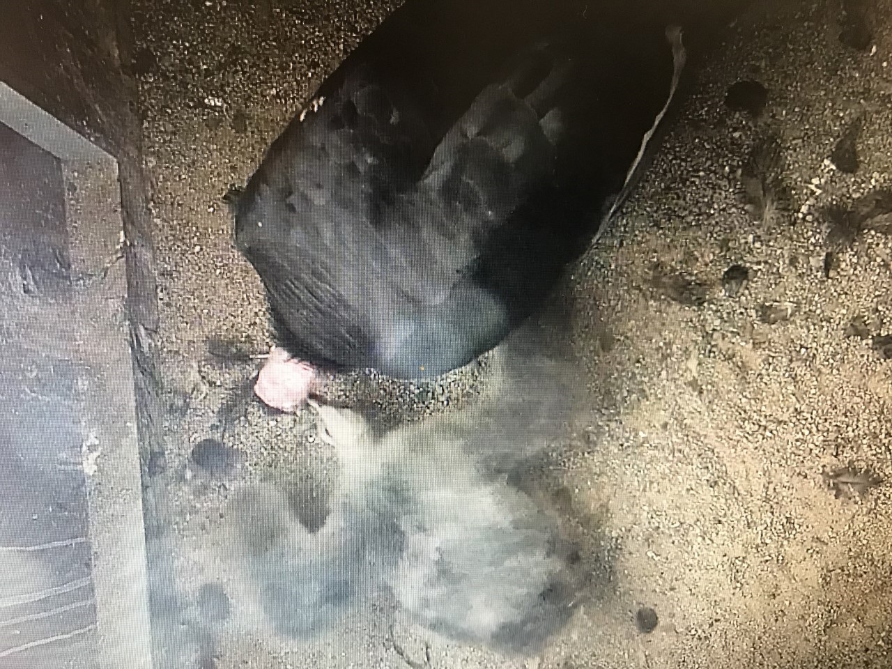 Luhui’s First Health Exam – San Diego Zoo Wildlife Alliance Stories