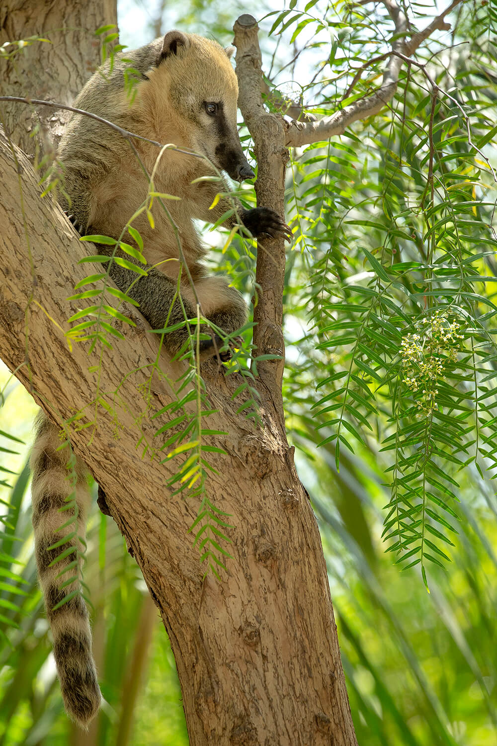Curious Coatis – San Diego Zoo Wildlife Alliance Stories
