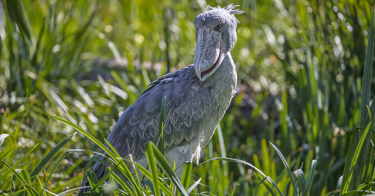 7 Revealing Facts about Shoebills – San Diego Zoo Wildlife Alliance Stories