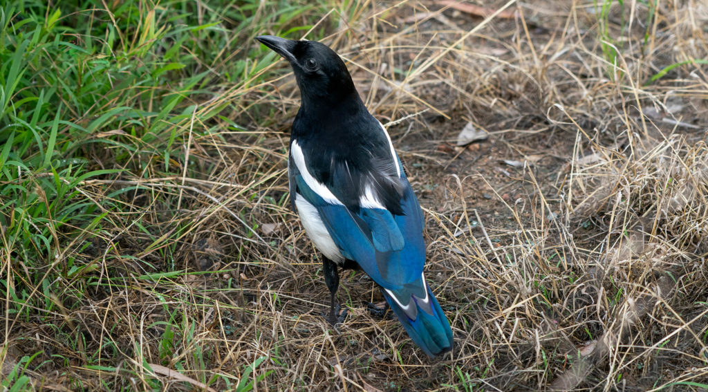The Brainy Bunch – San Diego Zoo Wildlife Alliance Stories