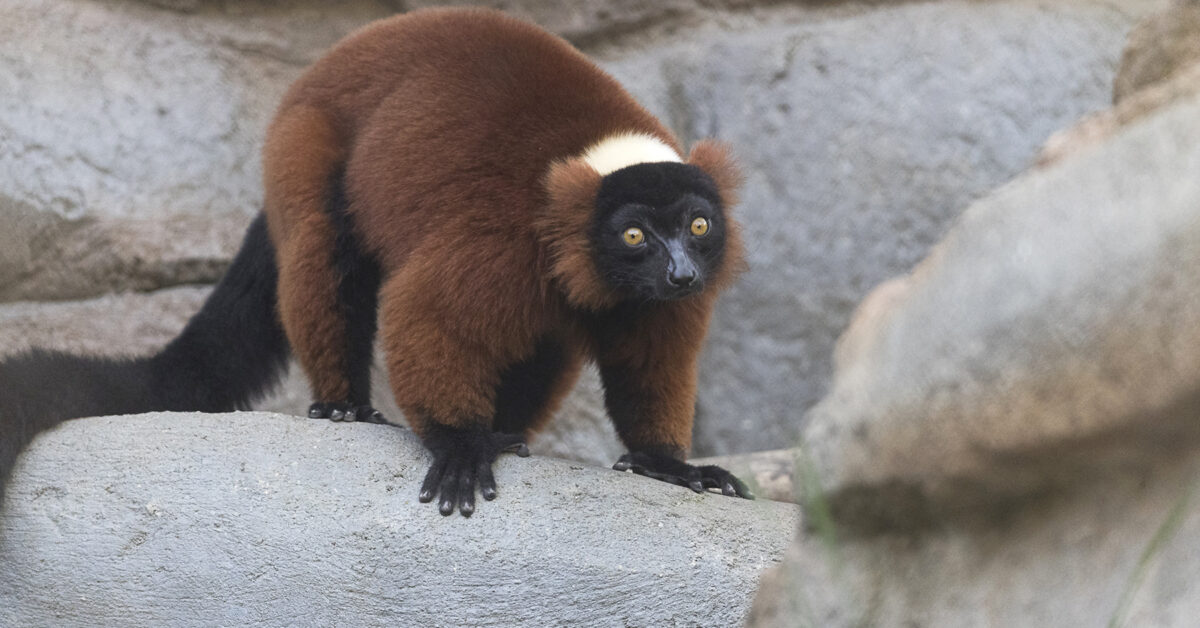 What is That Ruckus in Africa Rocks? – San Diego Zoo Wildlife Alliance ...