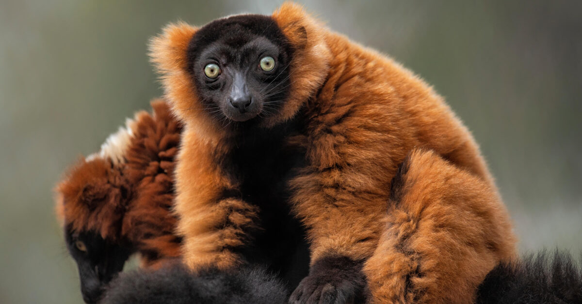 It’s a “Ruff” Life – San Diego Zoo Wildlife Alliance Stories