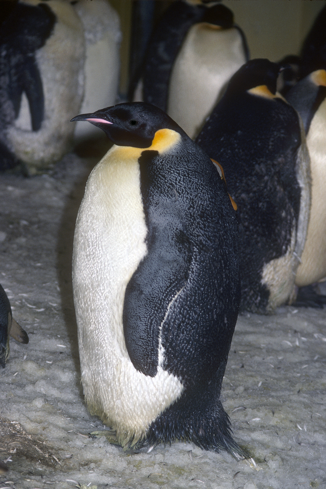 Penguins: The Coolest Birds – San Diego Zoo Wildlife Alliance Stories
