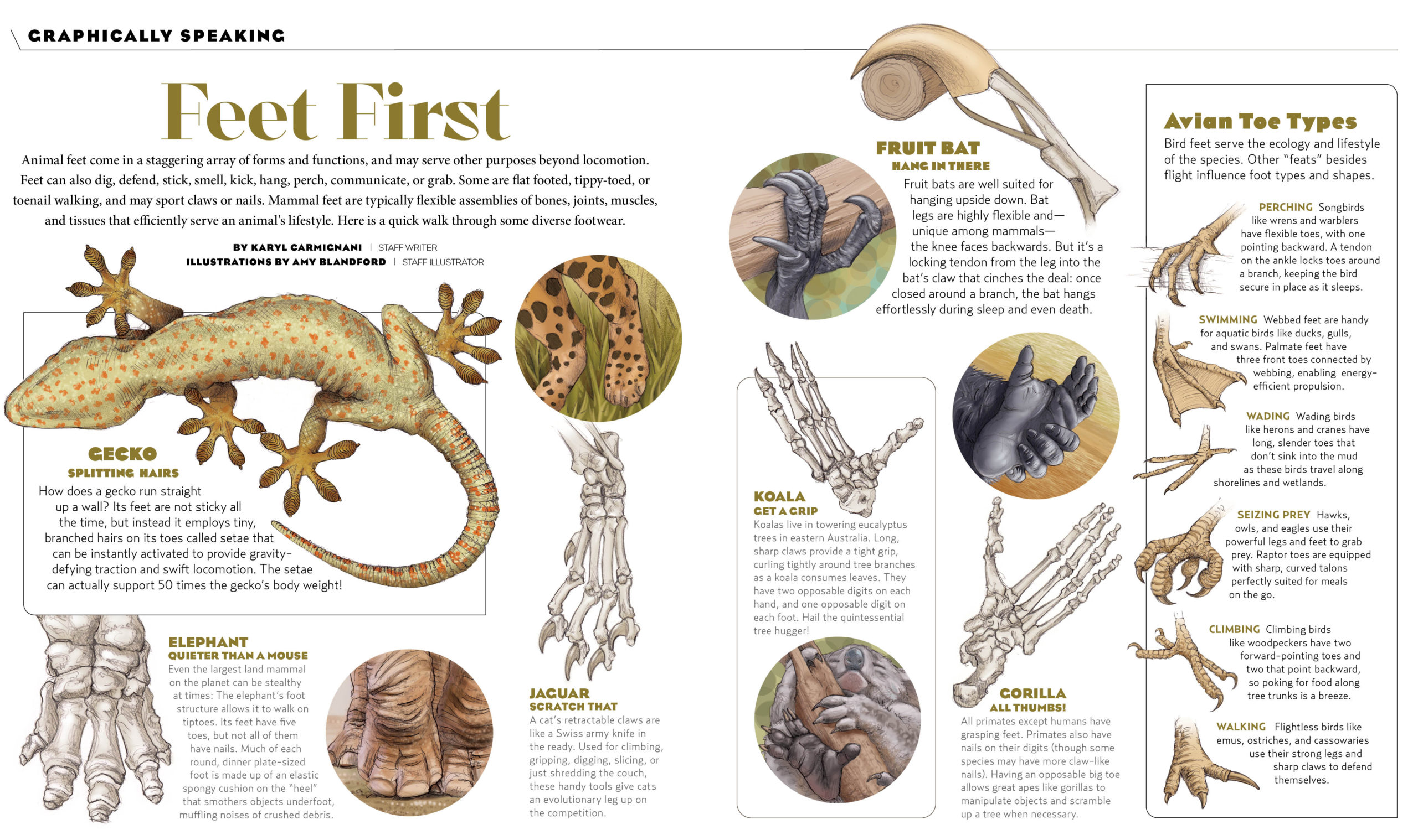 Feet First – San Diego Zoo Wildlife Alliance Stories