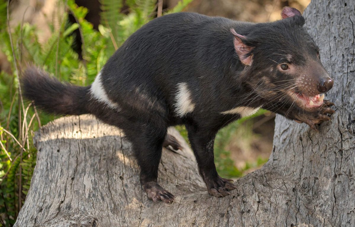 Ooh, That Smell – San Diego Zoo Wildlife Alliance Stories