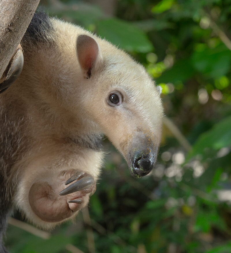 Ooh, That Smell – San Diego Zoo Wildlife Alliance Stories