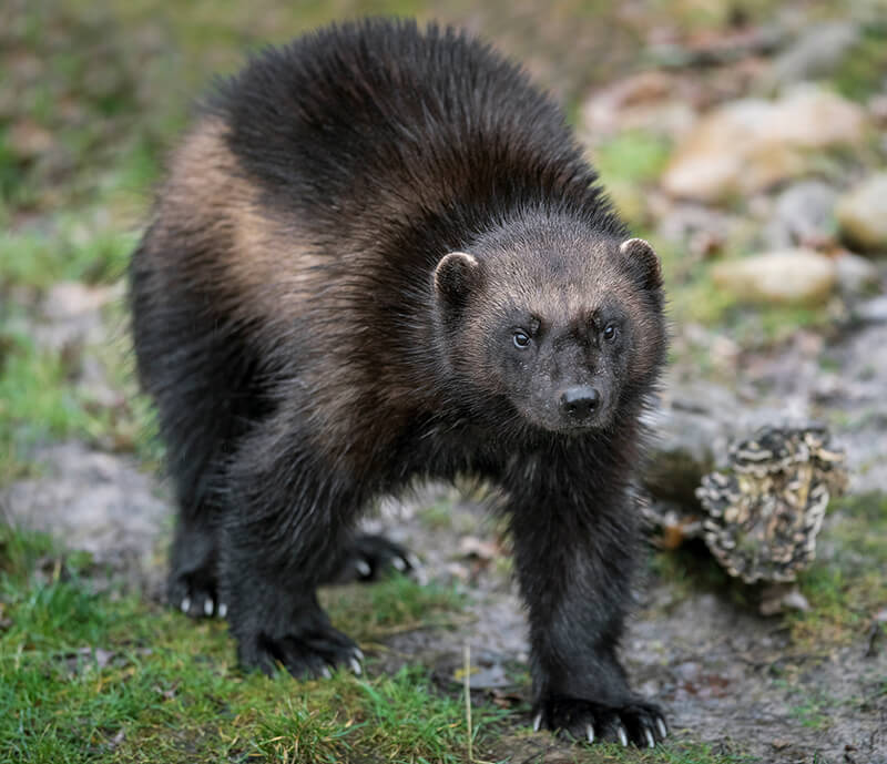 Ooh, That Smell – San Diego Zoo Wildlife Alliance Stories