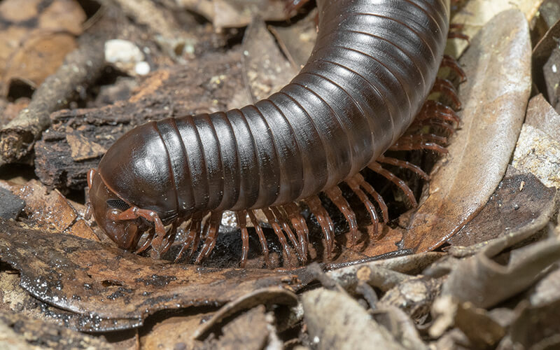 Ooh, That Smell – San Diego Zoo Wildlife Alliance Stories