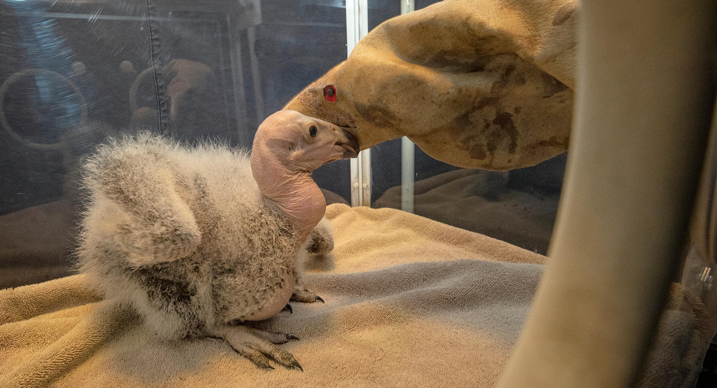 One Chick at a Time – San Diego Zoo Wildlife Alliance Stories