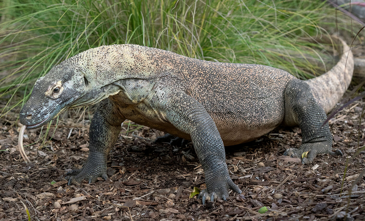 Here Be Dragons – San Diego Zoo Wildlife Alliance Stories