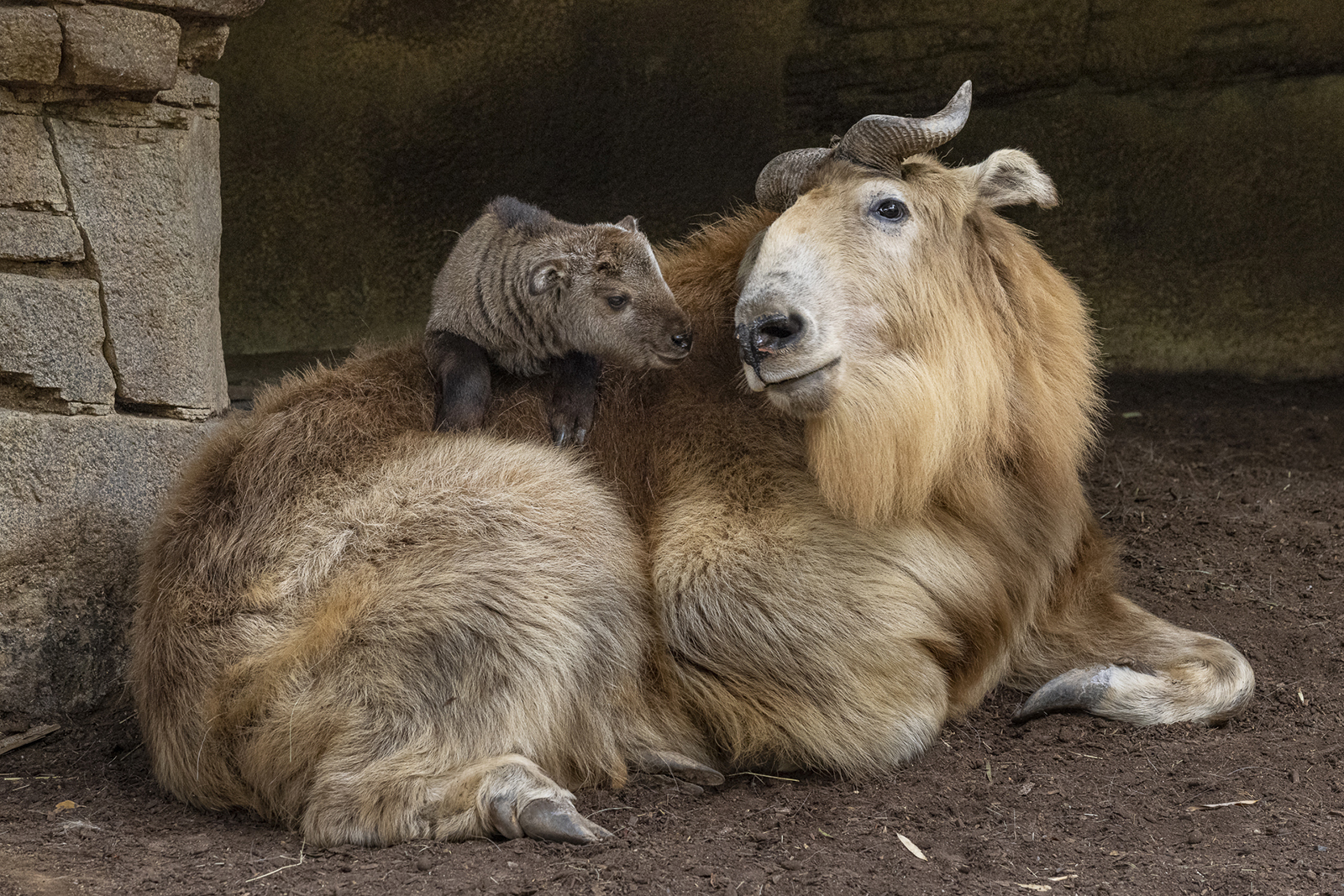 Golden Takin Born at the San Diego Zoo is off to a Strong Start – San ...