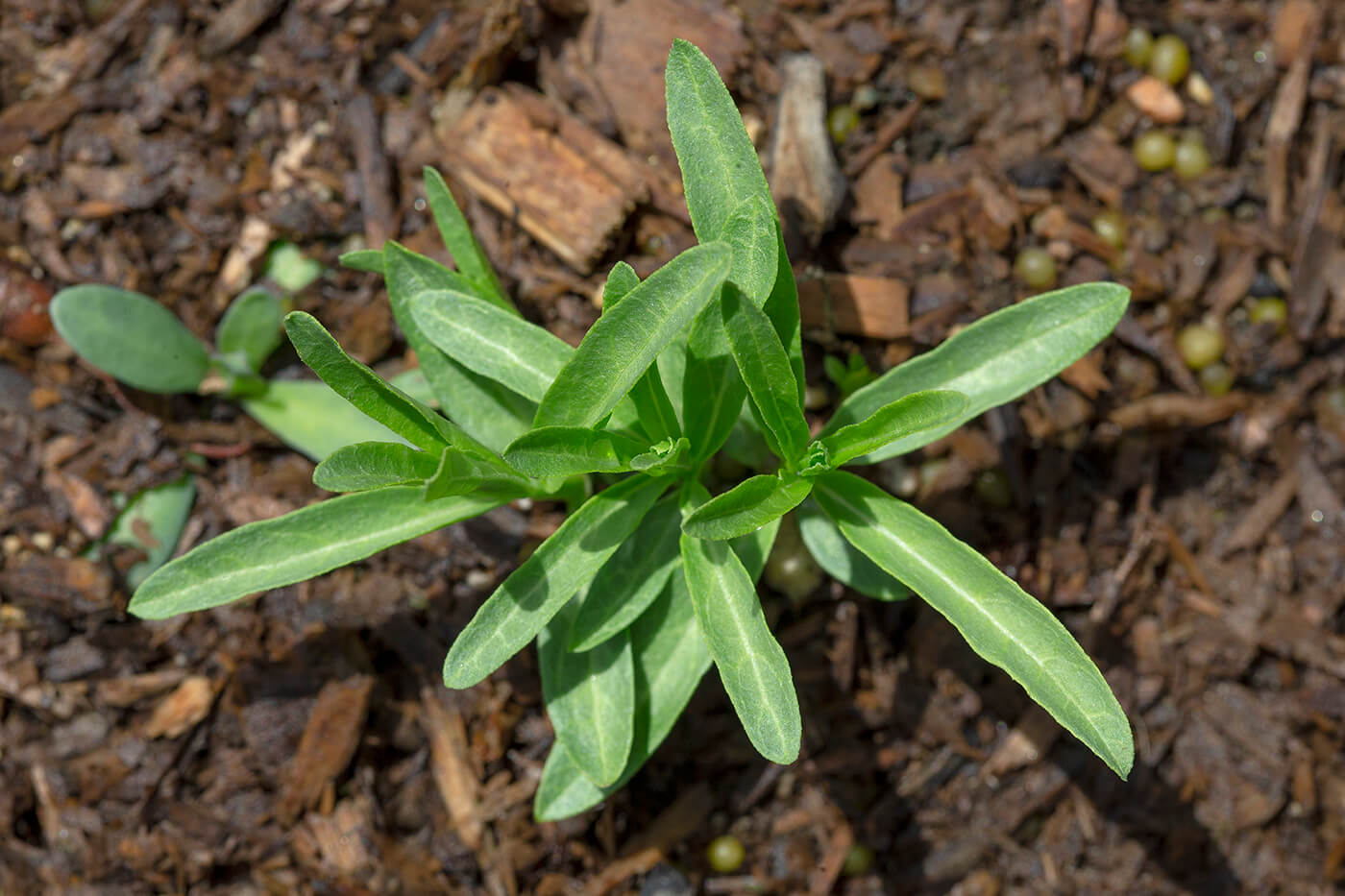 Got Milkweed? – San Diego Zoo Wildlife Alliance Stories