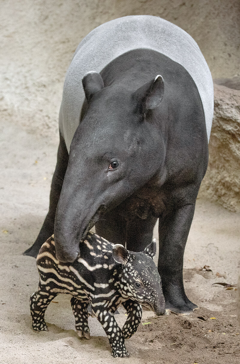 A Bright Spot – San Diego Zoo Wildlife Alliance Stories