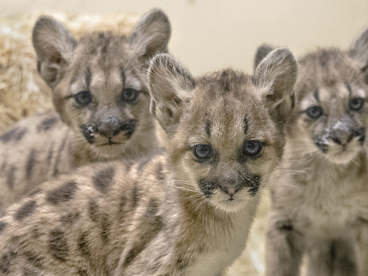 San Diego Zoo Wildlife Alliance Stories