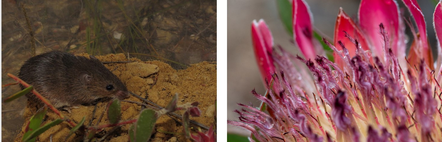 Surprise! They’re Pollinators – San Diego Zoo Wildlife Alliance Stories