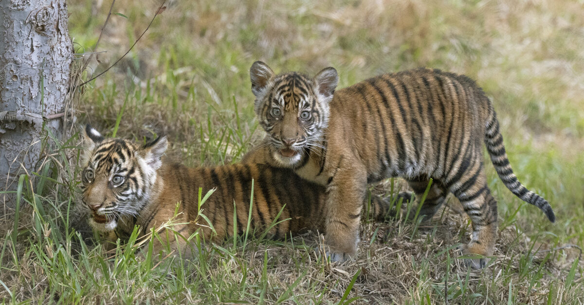 Two Steps Forward – San Diego Zoo Wildlife Alliance Stories