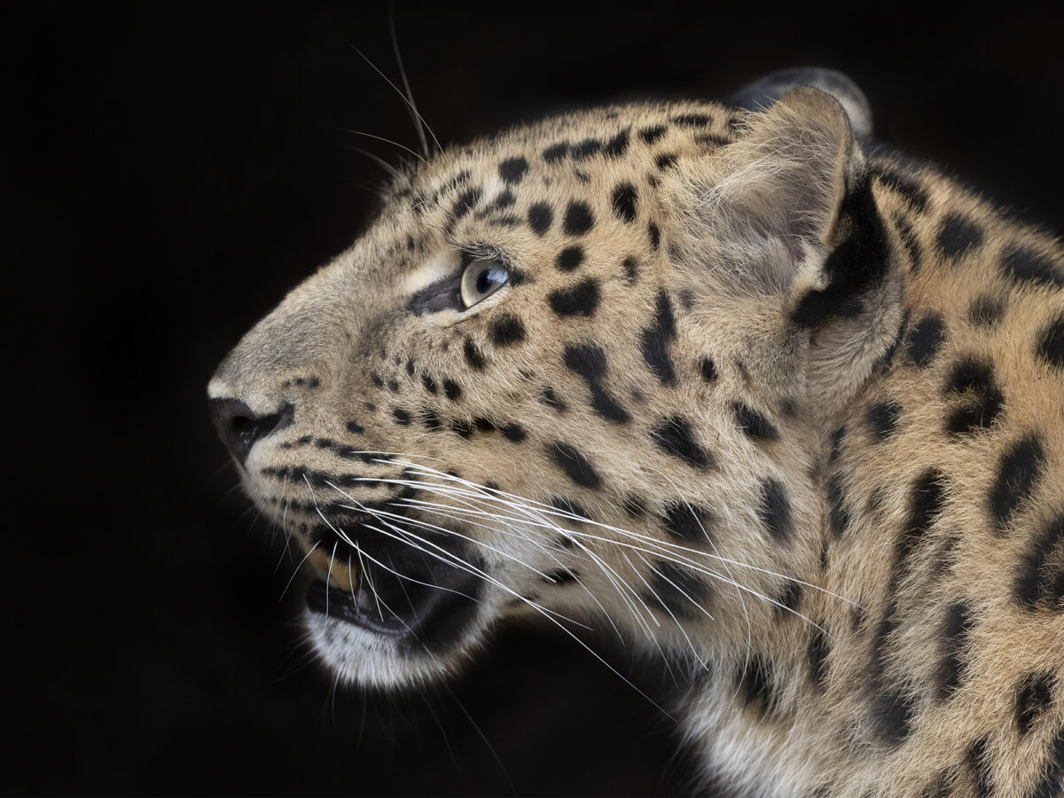 San Diego Zoo Wildlife Alliance Stories